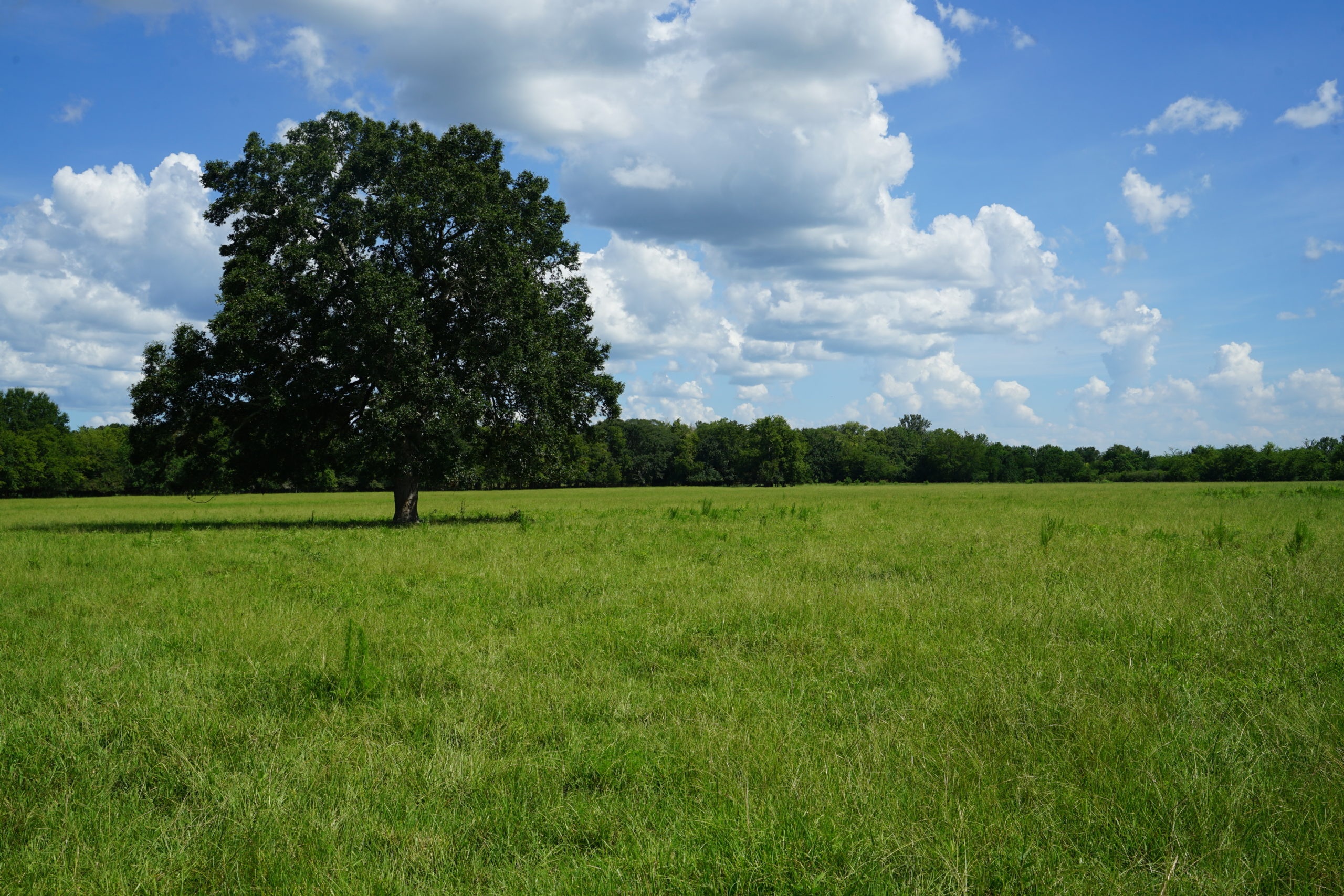 Montgomery County 250 Acres (SOLD)